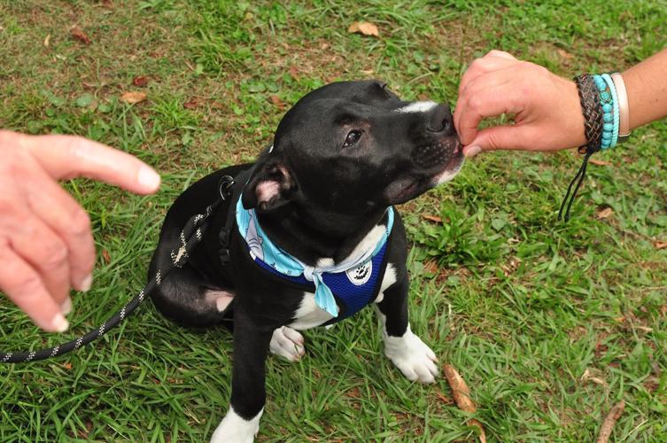 Barktoberfest brings canine fun to Rotary Dog Park | News ...