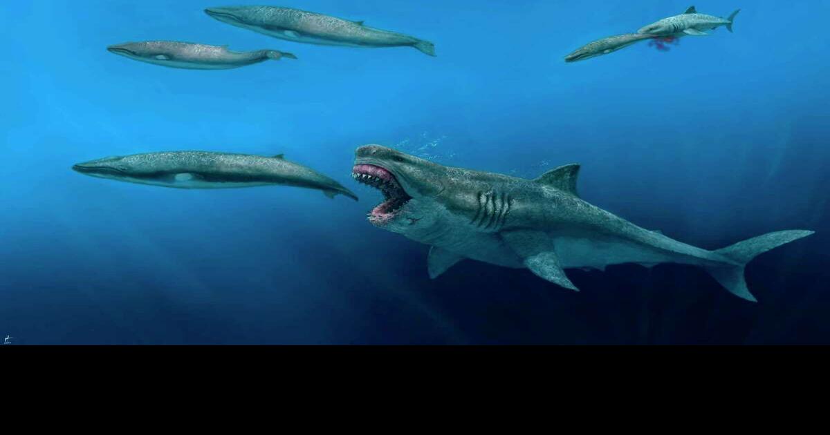 Giant sharks once roamed the seas, feasting on huge meals | National ...