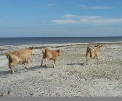 Rescued cow gives birth | News | carolinacoastonline.com