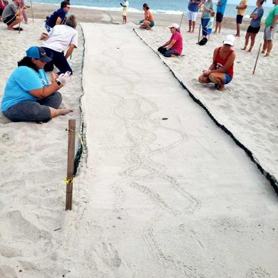Sea turtle season winding down as eggs hatch; good nest numbers ...