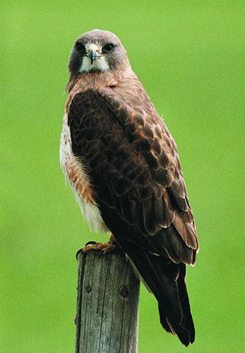 Discover WILD NH Day | News | carriagetownenews.com