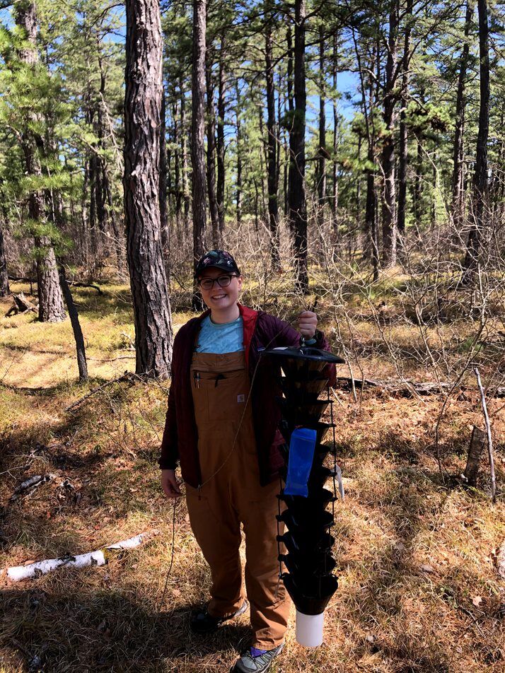 Destructive Beetle Discovered in NH | Local News | carriagetownenews.com