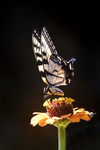 SAA Gallery Features Two Solo Photo Shows | Community ...