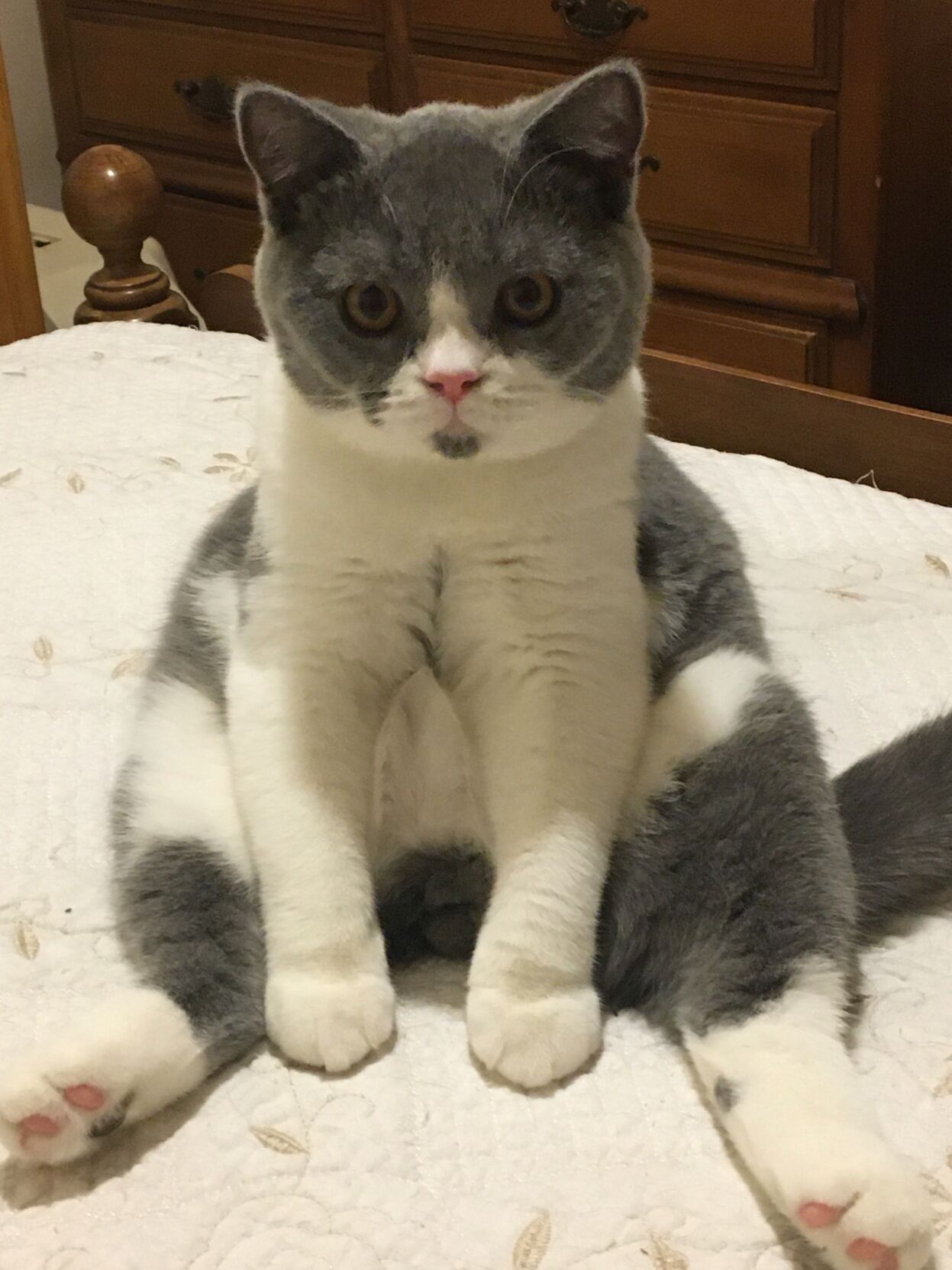 Cat Show in Concord | Food And Fun | carriagetownenews.com