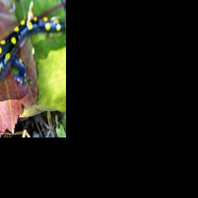 NH Frogs and Salamanders: Ready, Set, Go! | News | carriagetownenews.com