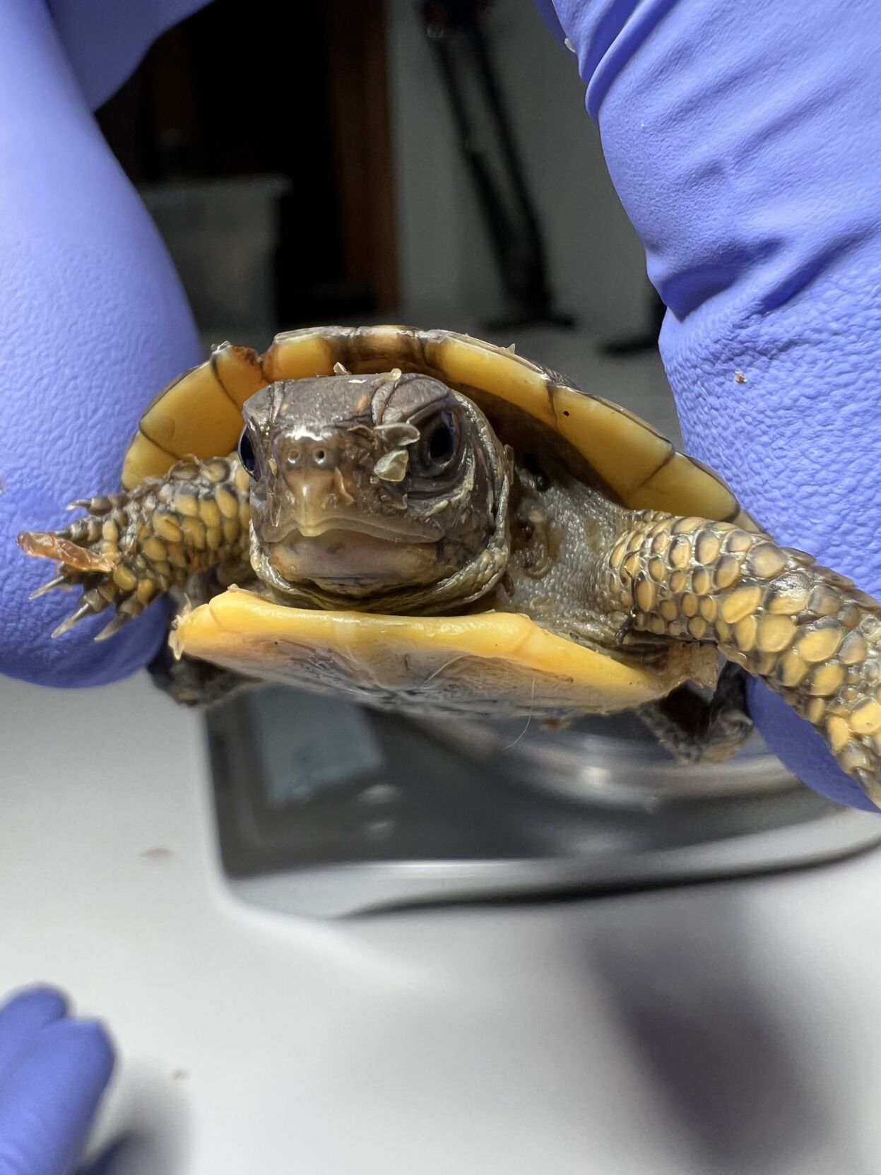 Injured Turtle Rehabilitators Ready for 2023 Season | Local News ...