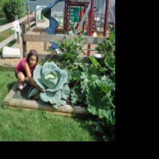 Colossal Cabbage Contest Winner | Local News | carriagetownenews.com