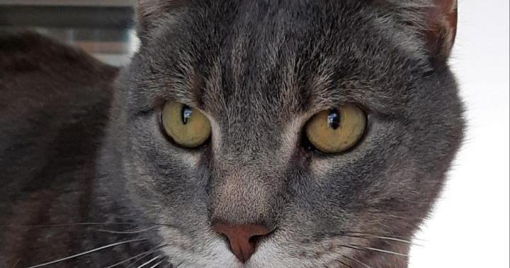 Meet Kars | Local News | carriagetownenews.com