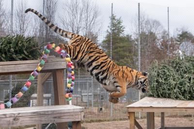 Animal Park at the Conservators Center opens 2023 with Tree Toss | News ...