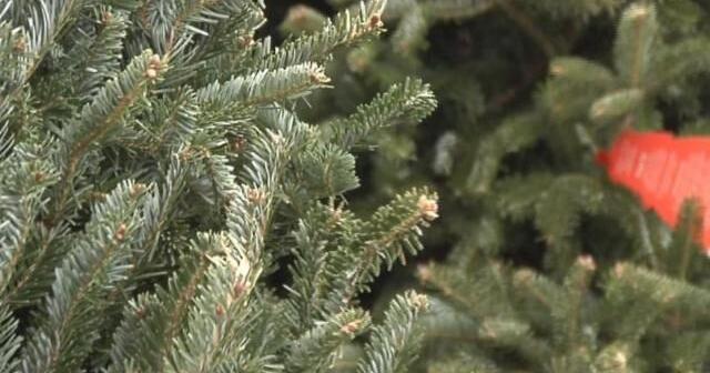 NFPA reminds residents of fire danger from dry Christmas trees | News ...