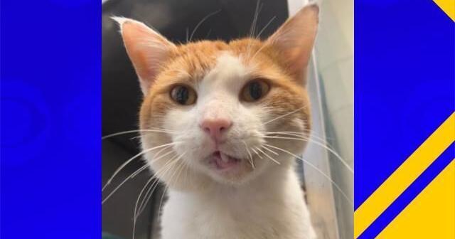 CASPCA caring for cat after it was shot in face | News | cbs19news.com
