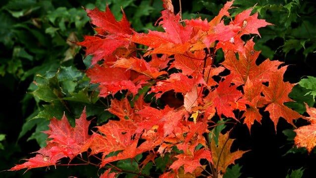 Appreciating fall foliage in Central Virginia | News | cbs19news.com