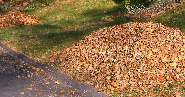 Getting ready to clean up leaves | News | cbs19news.com
