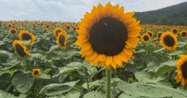 Time to start growing sunflowers for Albemarle County Fair contest ...