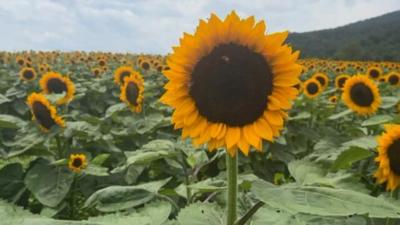 New fair contest seeks tallest and largest sunflowers | Community ...