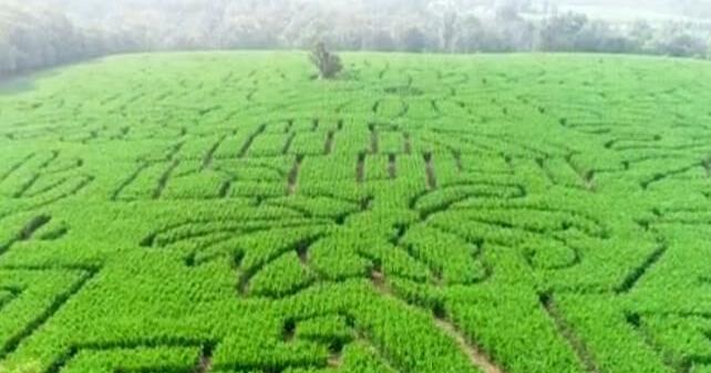 Vote now on top 10 corn mazes | News | cbs19news.com