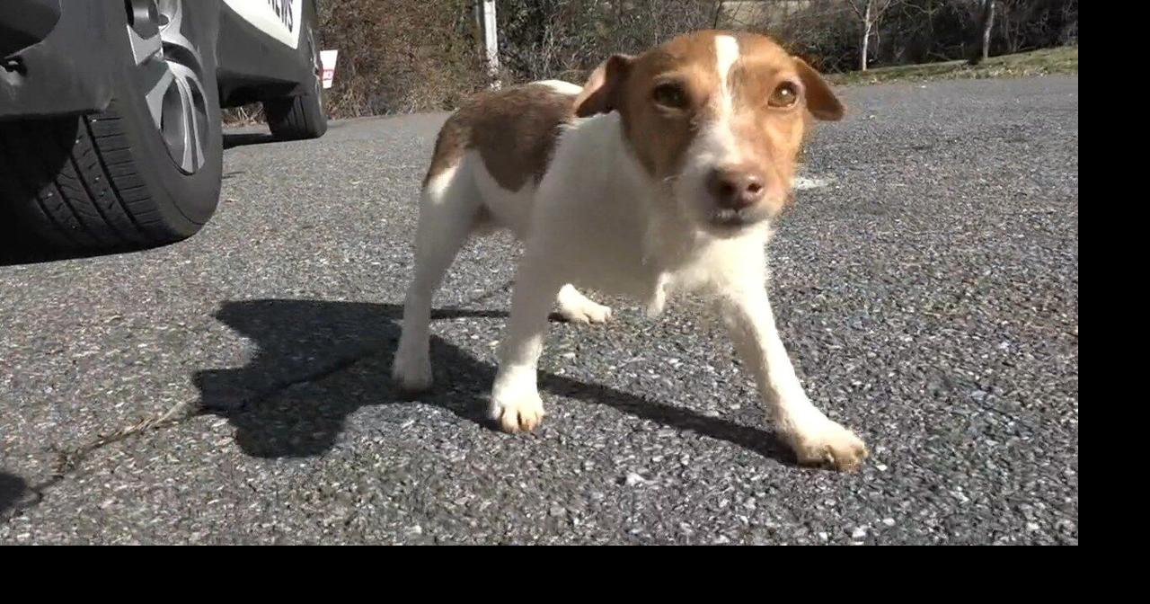 Accused dognapper pleads to lesser charge | | cbs19news.com