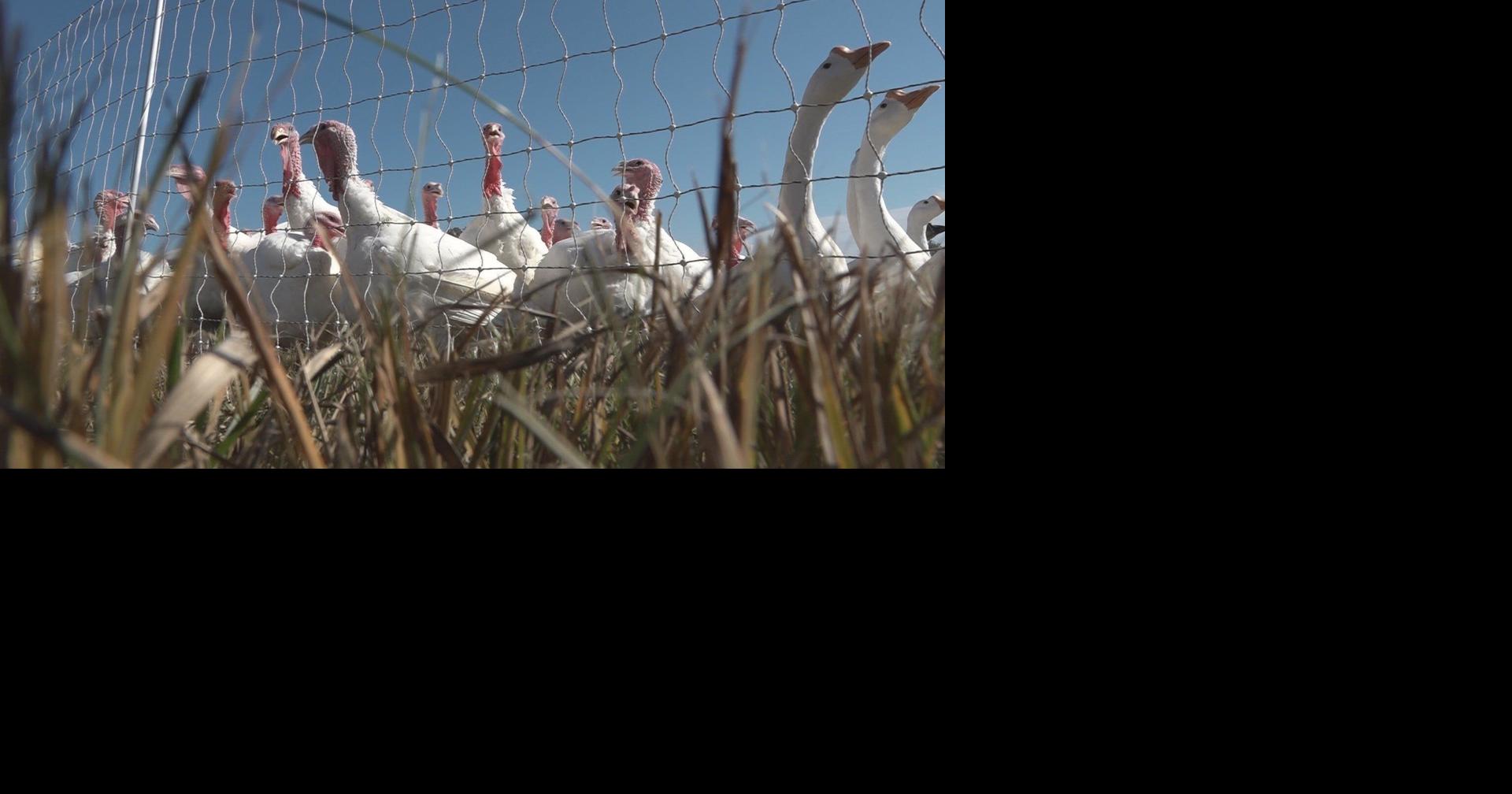 KellyBronze begins harvesting turkeys for Thanksgiving | News ...