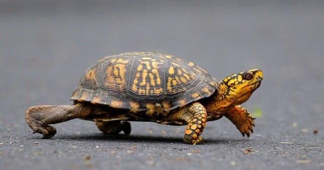 Turtle trafficker from Louisa sentenced to six months in prison ...