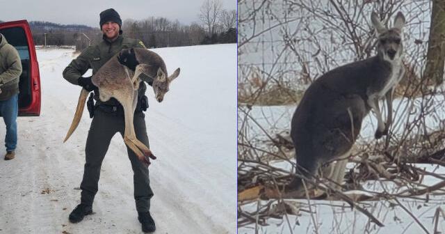 Nelson County officials safely capture injured kangaroo | News ...