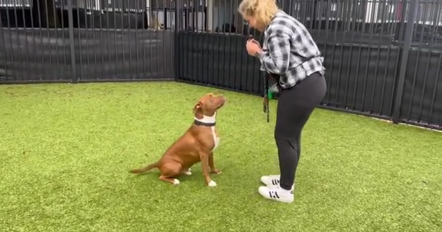 Pet Project: Gecko | Features | cbs19news.com