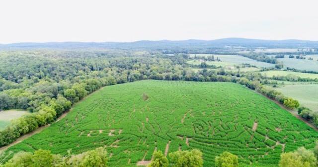 Local corn maze named among best in the country | News | cbs19news.com