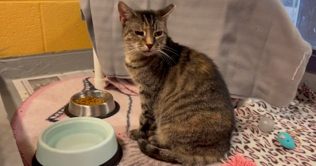 Pet Project: Daisy | Features | cbs19news.com