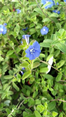 AgriCulture: Warnings for lanternfly changes, EHV-1, good news includes ...