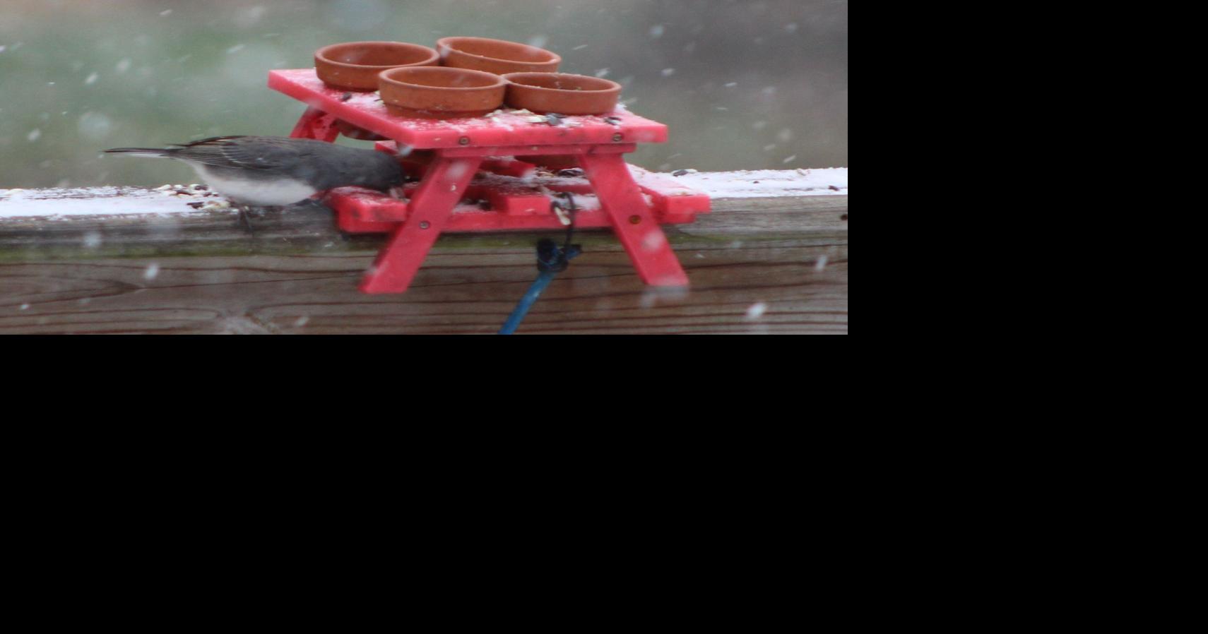 Snow, then ice, then snow again in Cecil County | Local News ...