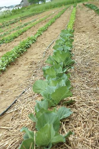 A growing concern | News | cecildaily.com