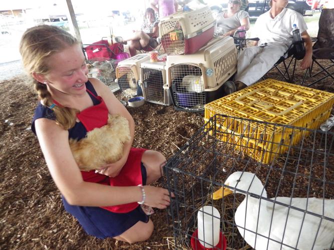 4-Hers show off their birds at fair Poultry Show | Local News ...