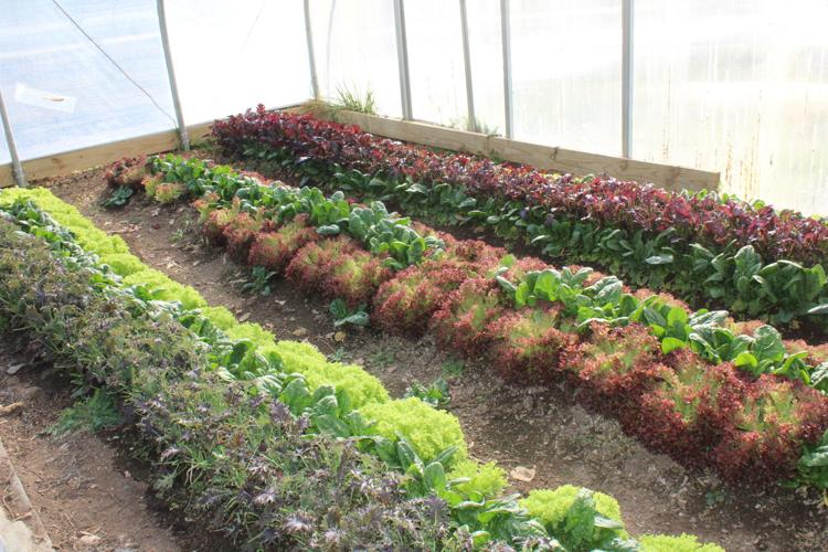 AgriCulture: Third Way Farm offers internships and sustainable farming ...