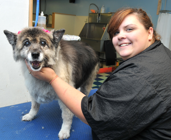 On the job: Dog groomer | Local News | cecildaily.com
