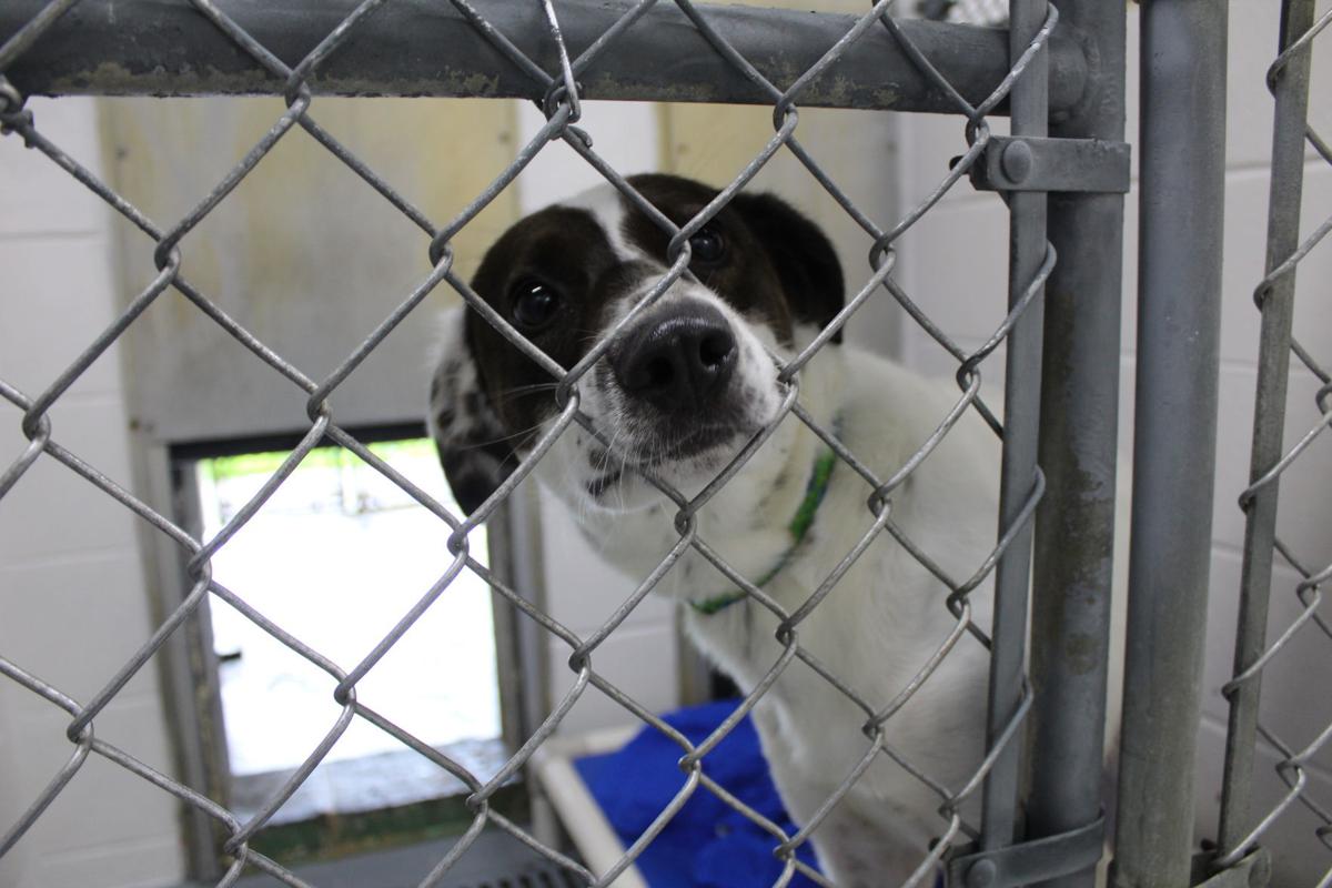Clear The Shelter events Saturday offer free pet adoptions | Local News ...
