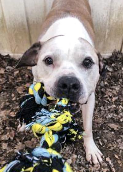 Dog of the Week: Dozer | Misc. Features | cecildaily.com