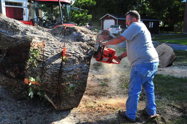 On the job: Tree trimmer | Business | cecildaily.com