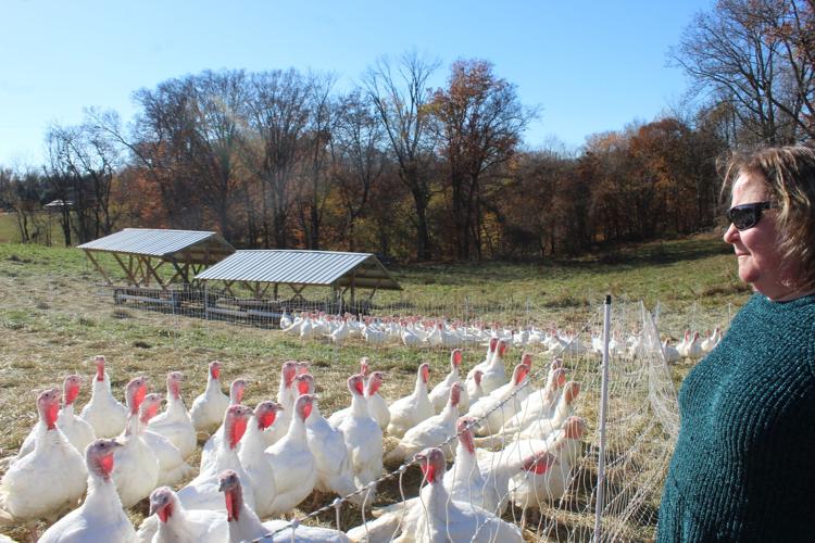Thanksgiving turkeys are big business at Rumbleway Farm | Agriculture ...