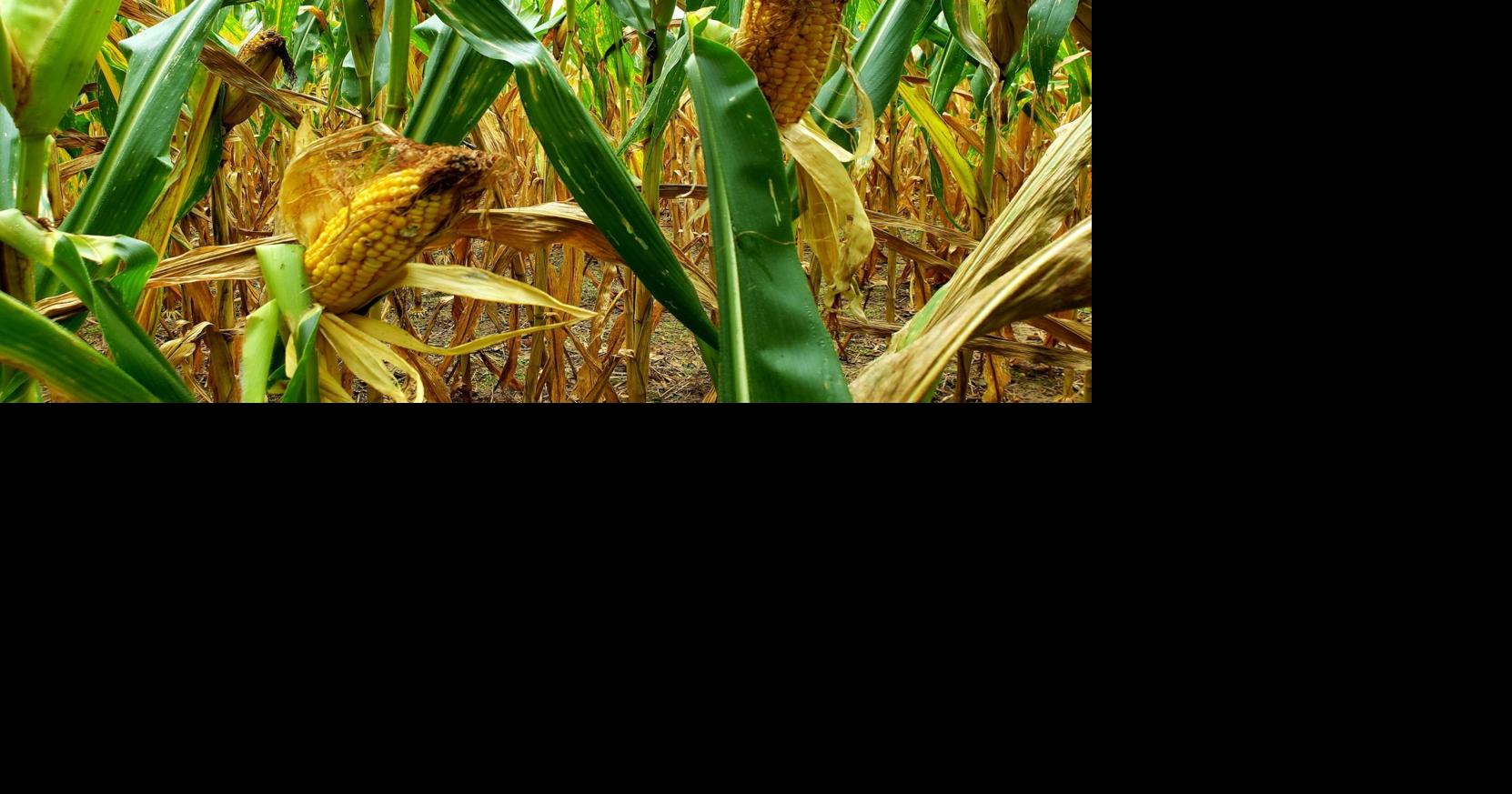 Maryland's corn industry is popping | News | cecildaily.com