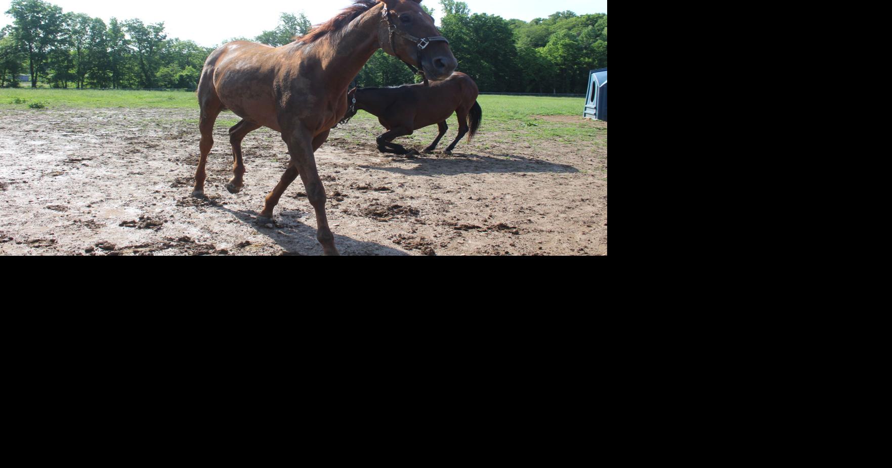 Strangles found in Cecil County | News | cecildaily.com