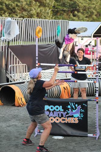 Gail Mirabella's Pool Party Pooches brings high-energy canine fun to ...
