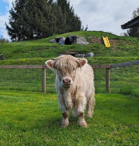 Milburn's Big Backyard is open for play | Agriculture | cecildaily.com