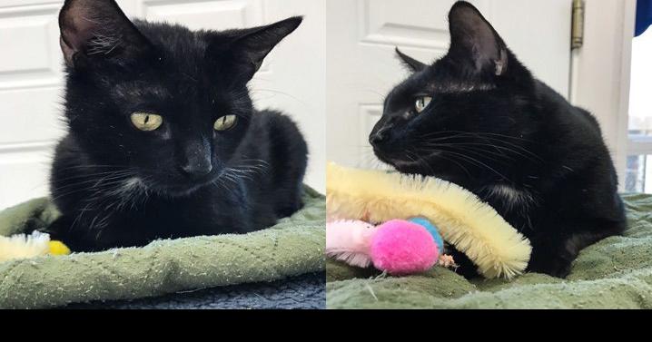 Cats of the week: Tinker and Tootles | Misc. Features | cecildaily.com