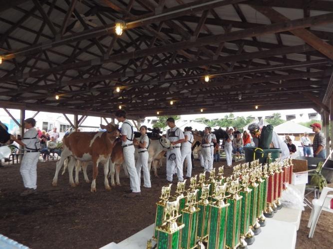 Dairy cow fitting & showing hinges on bovine moods | Local News ...