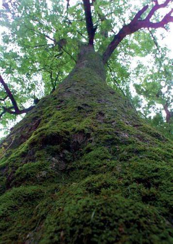 One big ash tree | News | cecildaily.com