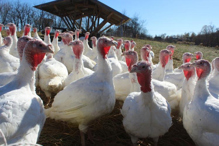 Thanksgiving turkeys are big business at Rumbleway Farm | Agriculture ...