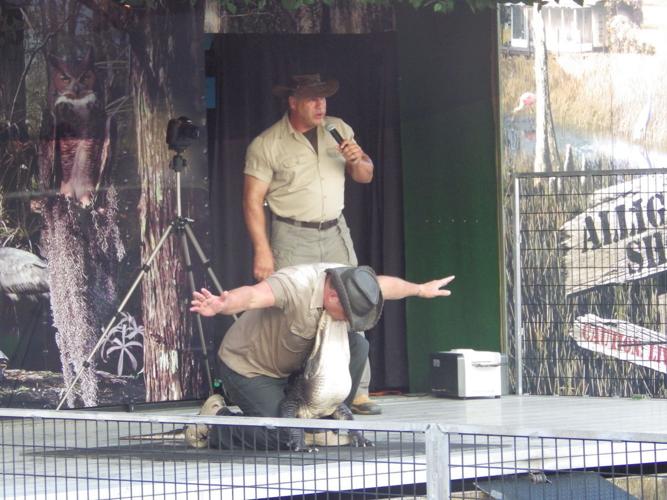 Kachunga bring close encounters of the alligator kind | Local News ...