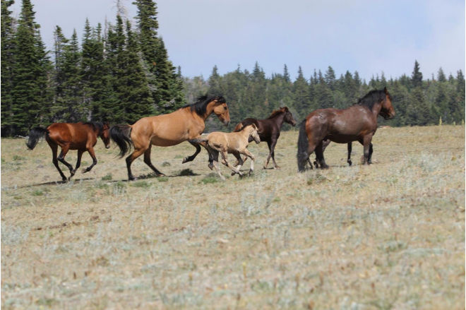 Mustang documentarian to share film with hometown | Arts and Culture ...