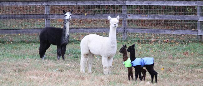 Alpacafest brings magic of South American creatures to Maryland | Misc ...