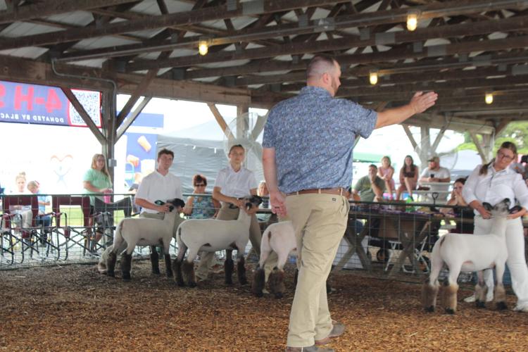Sheep Fitting And Showing At The Cecil County Fair Agriculture