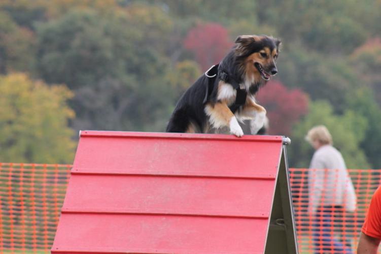 Nimble dogs are the cat's meow during Fair Hill competition | Local ...
